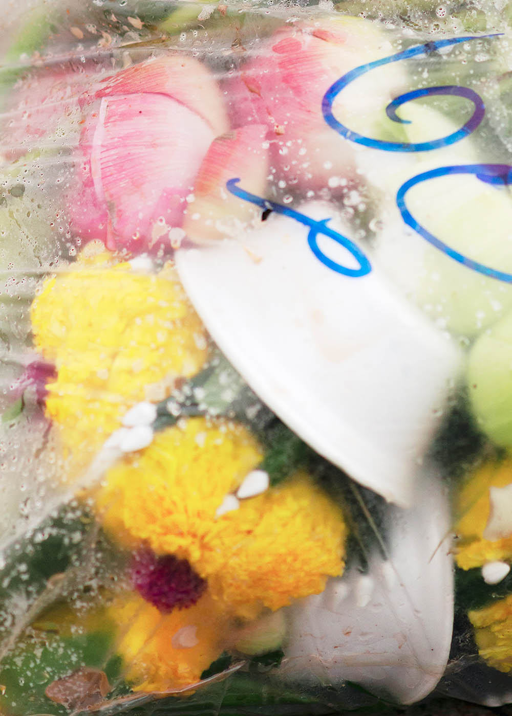 Fiona Crott | The offerings